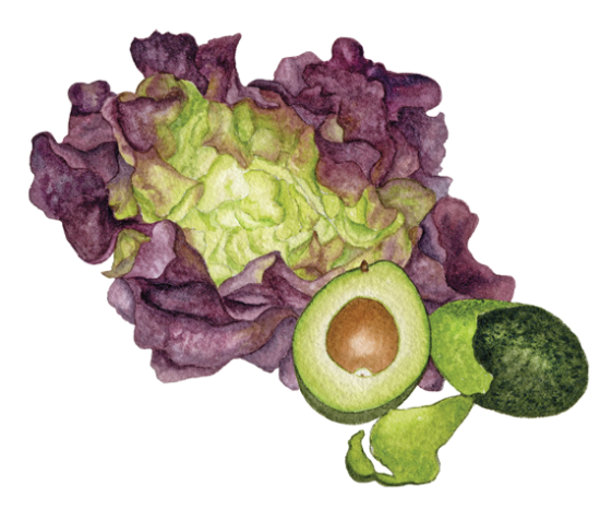 ‘Red-Cross’-butter-lettuce-+-Hass-avocado | Helen Krayenhoff